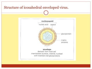 01- General structure and classification of viruses1.pptx
