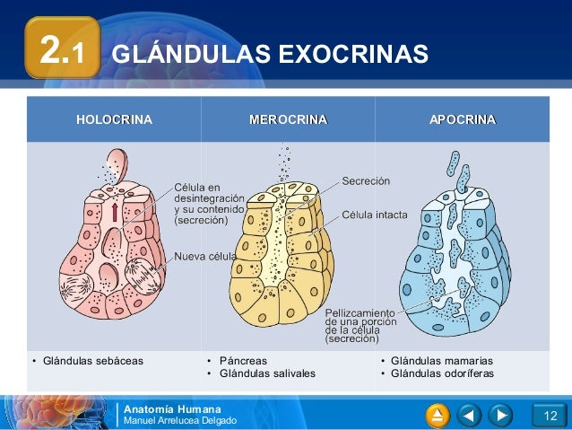 01. Histologa Humana