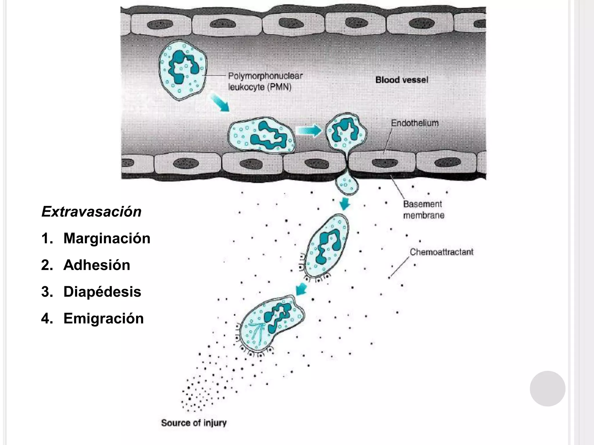 proceso de la inflamacion | PPT
