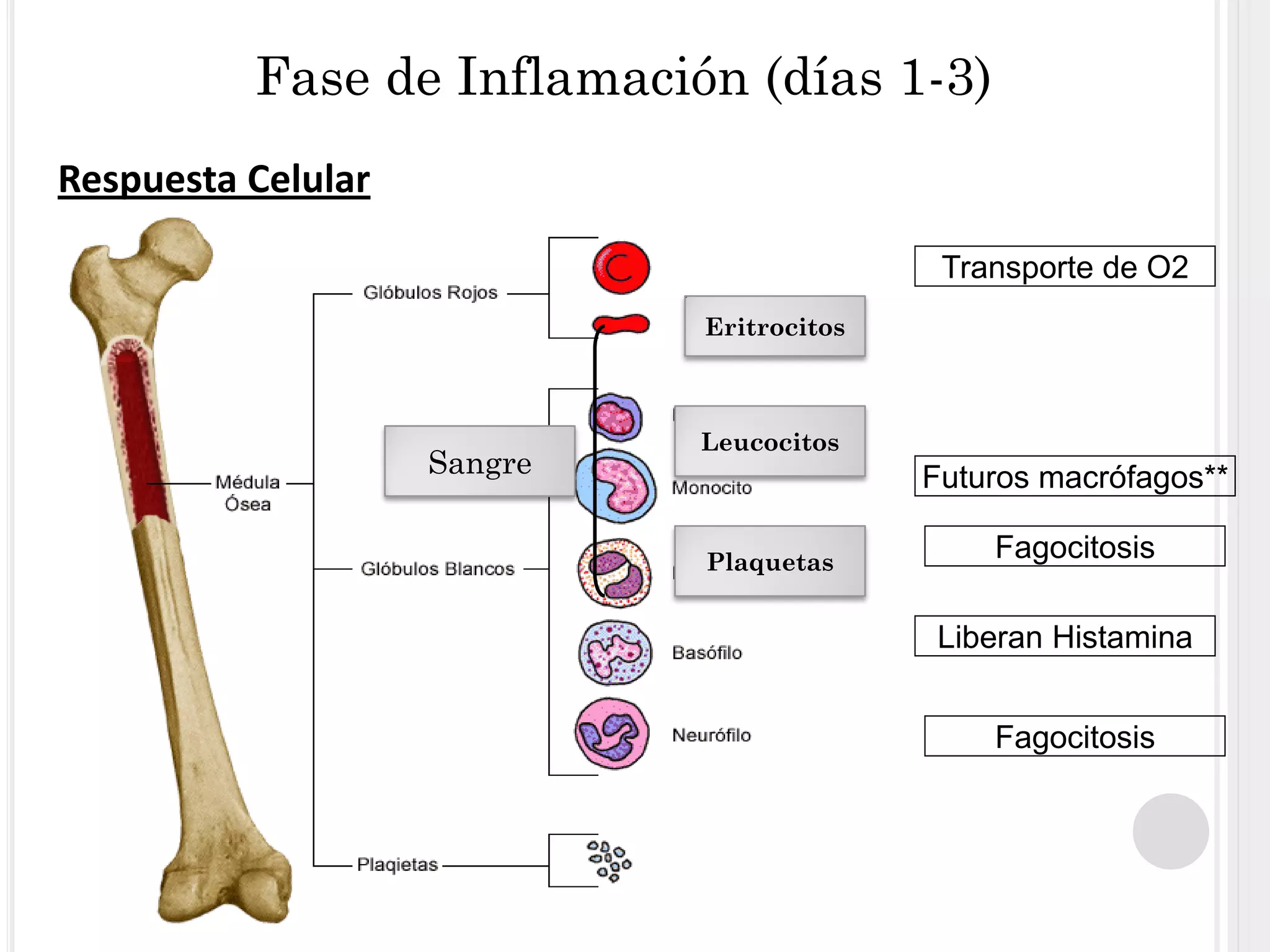 proceso de la inflamacion | PDF | Biological Sciences | Science
