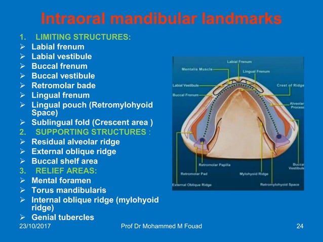 Intraoral Anatomical Landmarks