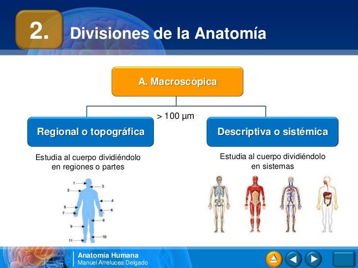 01.Introducción al cuerpo humano