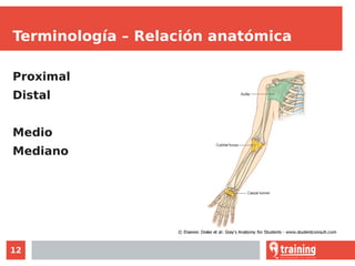Introducción a la anatomía | PDF