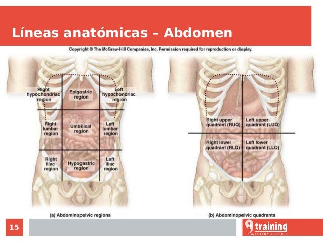 Introducción a la anatomía