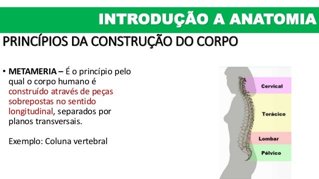Introdução a anatomia