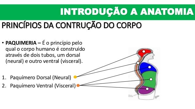 Introdução a anatomia