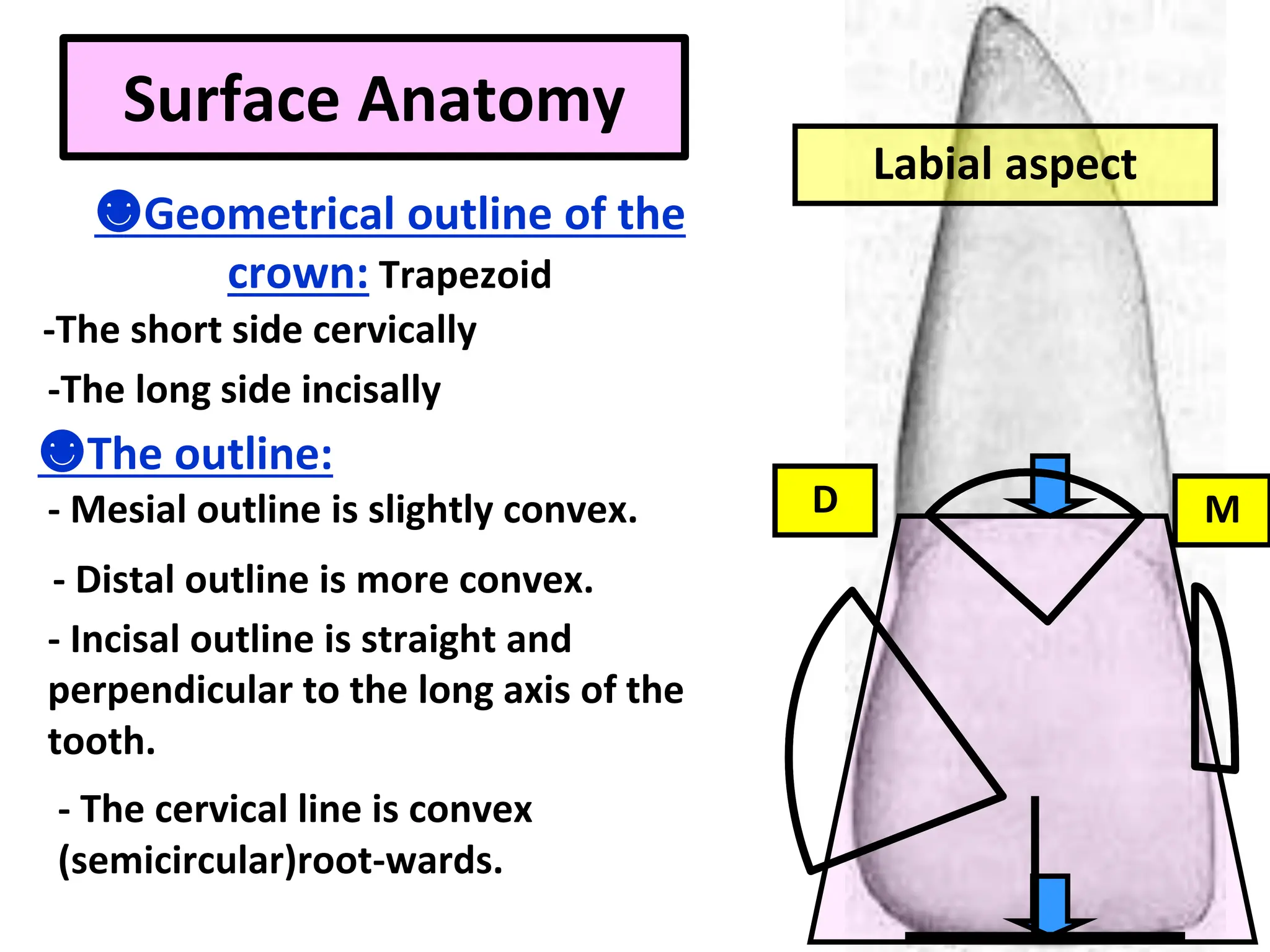 a super explanment 01- Maxillary central incisors | PPTX | Dental ...