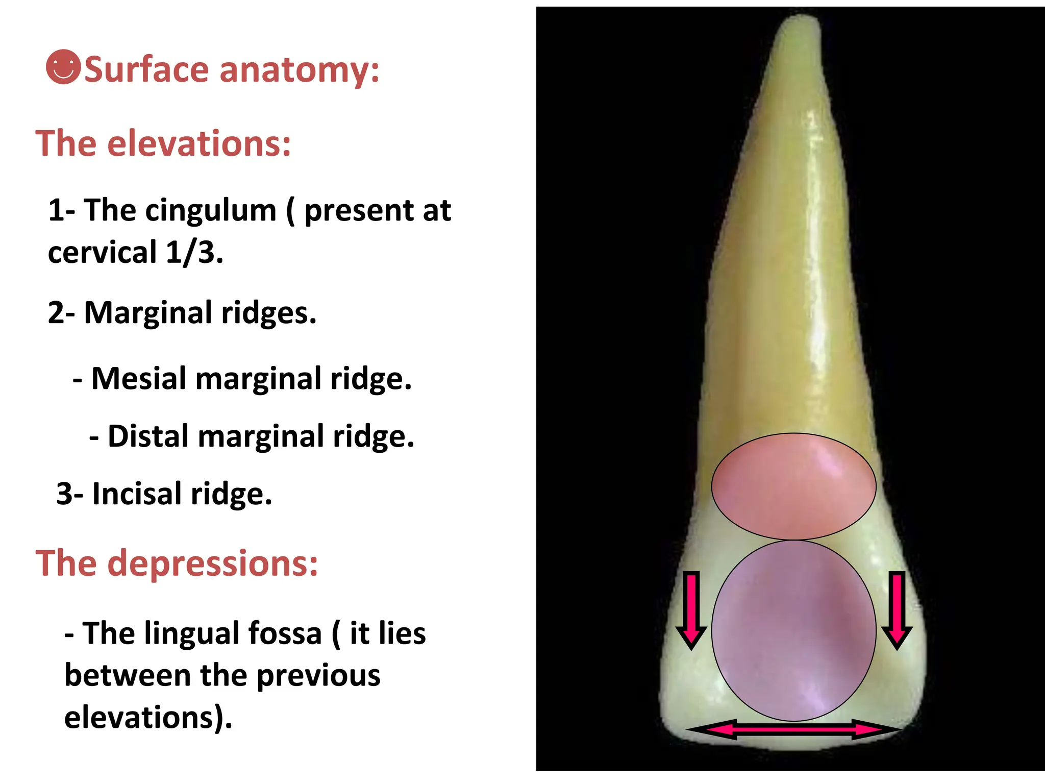 a super explanment 01- Maxillary central incisors | PPTX | Dental ...
