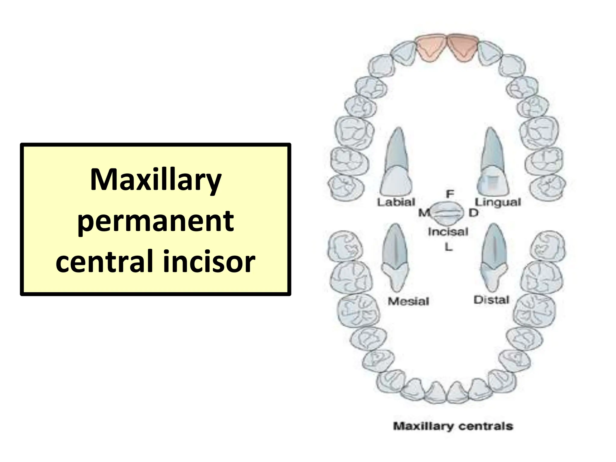 a super explanment 01- Maxillary central incisors | PPTX | Dental ...