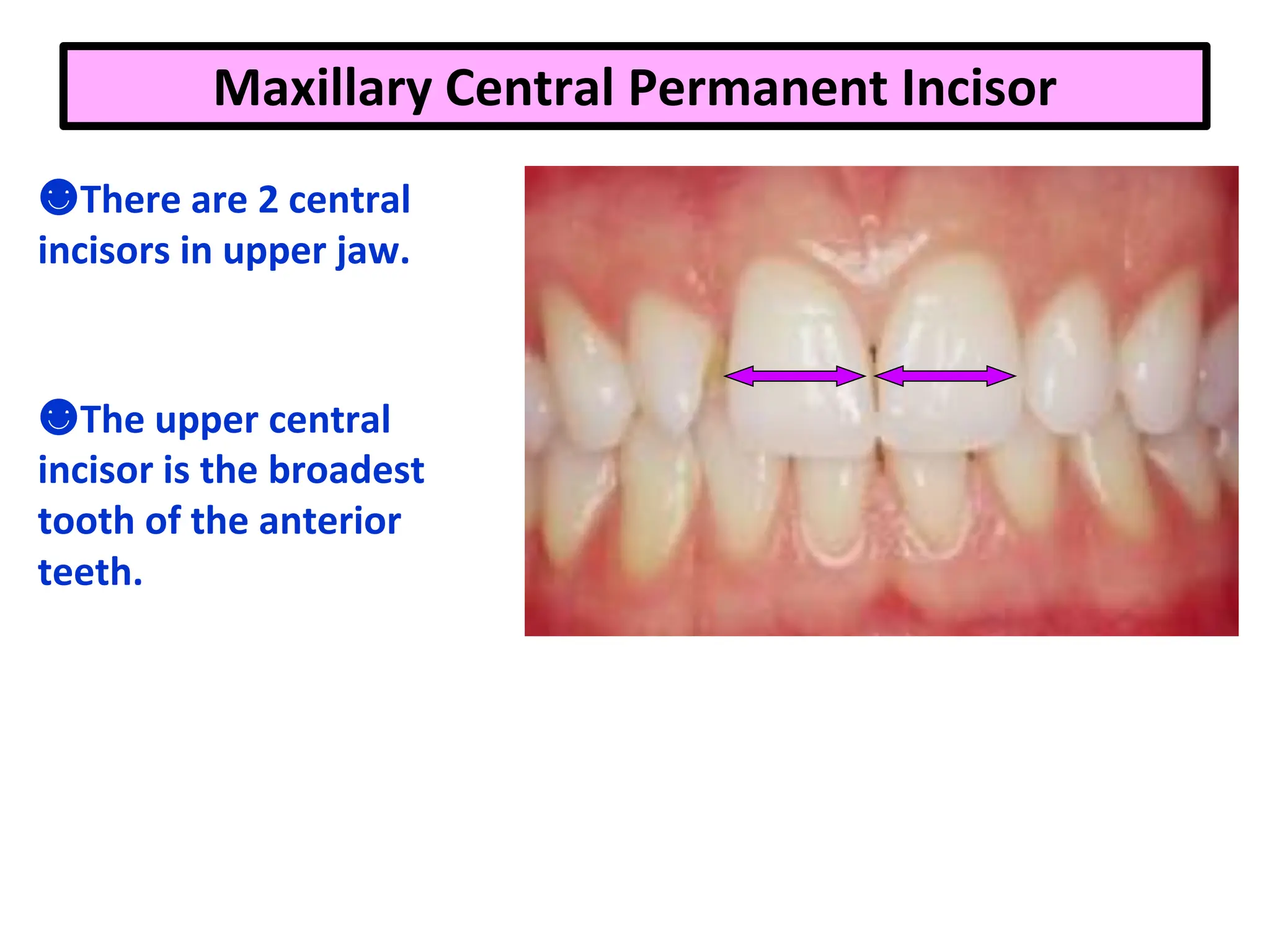 a super explanment 01- Maxillary central incisors | PPTX | Dental ...