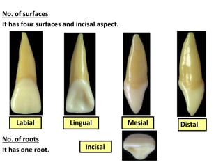 a super explanment 01- Maxillary central incisors | PPTX | Dental ...