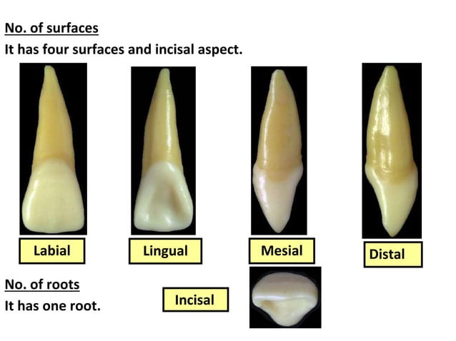 a super explanment 01- Maxillary central incisors | PPTX | Dental ...