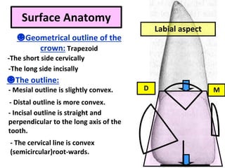 a super explanment 01- Maxillary central incisors | PPTX | Dental ...
