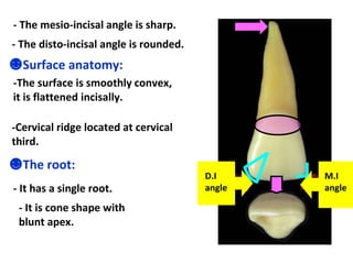 a super explanment 01- Maxillary central incisors | PPTX | Dental ...