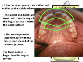 a super explanment 01- Maxillary central incisors | PPTX | Dental ...