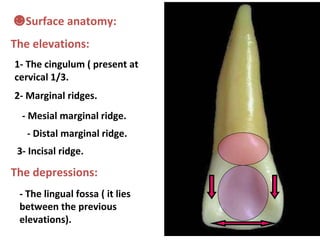 a super explanment 01- Maxillary central incisors | PPTX | Dental ...