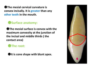 a super explanment 01- Maxillary central incisors | PPTX | Dental ...
