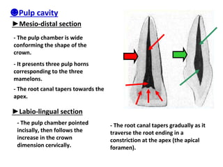 a super explanment 01- Maxillary central incisors | PPTX | Dental ...