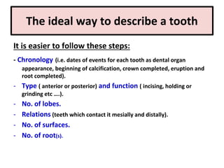a super explanment 01- Maxillary central incisors | PPTX | Dental Health | Diseases and Conditions