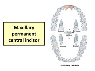 a super explanment 01- Maxillary central incisors | PPTX | Dental ...