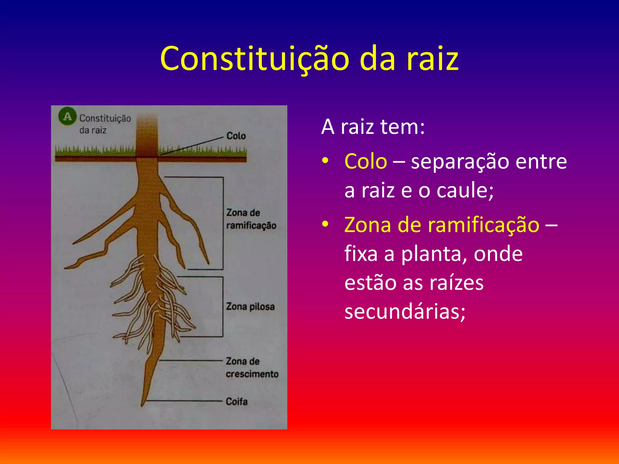 01 morfologia das plantas com flor - raíz | PPT