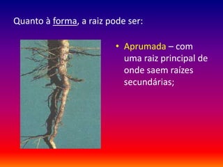 01 morfologia das plantas com flor - raíz | PPTX
