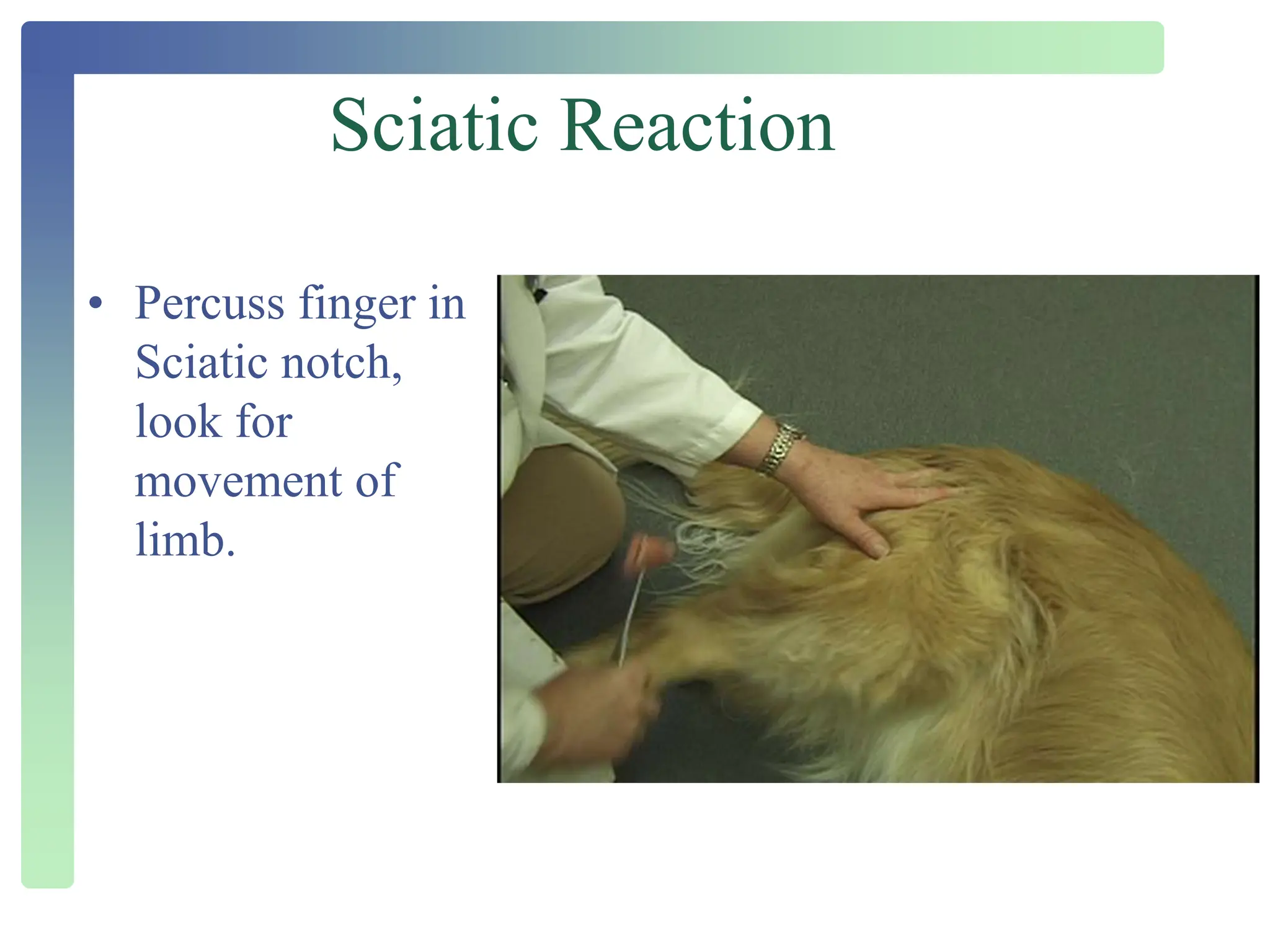 01 - MotorUnit08a.ppt animal anatomy motor | PPT