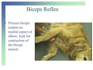 01 - MotorUnit08a.ppt animal anatomy motor | PPT