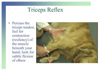 01 - MotorUnit08a.ppt animal anatomy motor | PPT