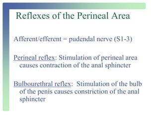 01 - MotorUnit08a.ppt animal anatomy motor | PPT