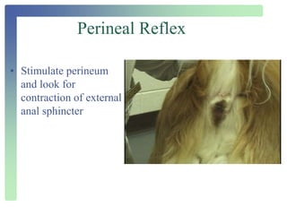 01 - MotorUnit08a.ppt animal anatomy motor | PPT