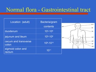 01-Normal Flora Update (Girls College MAC 221).ppt
