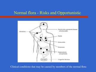 01-Normal Flora Update (Girls College MAC 221).ppt