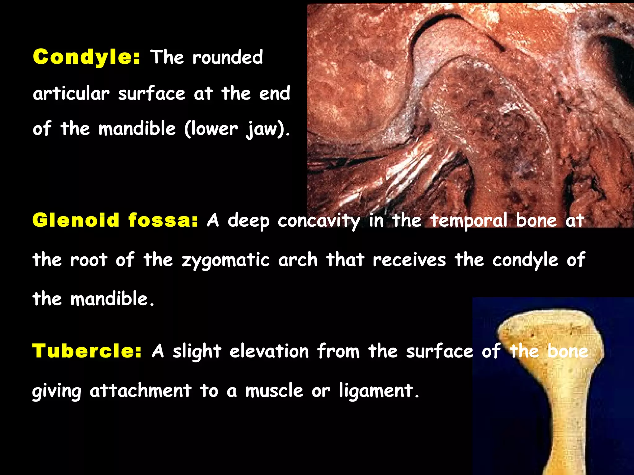 01 occlusion in prosthodontics introduction - stomatognathic system ...