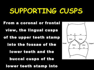 01 occlusion in prosthodontics introduction - stomatognathic system ...