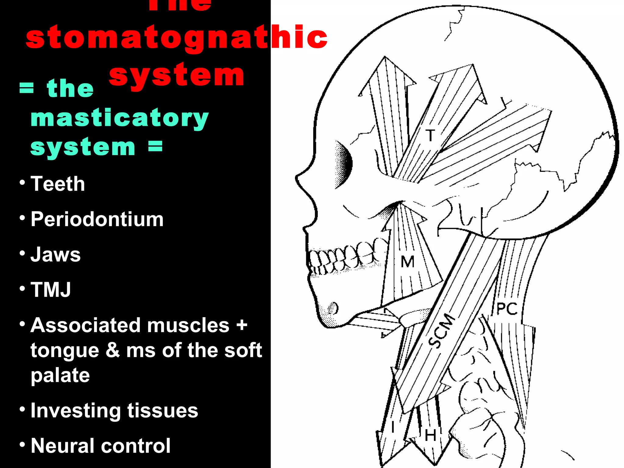 01 occlusion in prosthodontics introduction - stomatognathic system- definitions | PPT