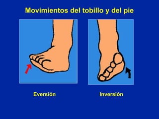 01 pie-generalidades | PPT