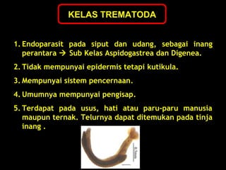 platyhelminthes | PPT