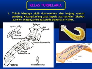 platyhelminthes | PPT