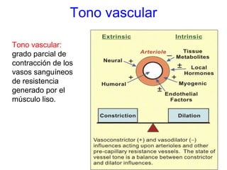 01 principios de fisiologia del sistema cardiovascular | PPT