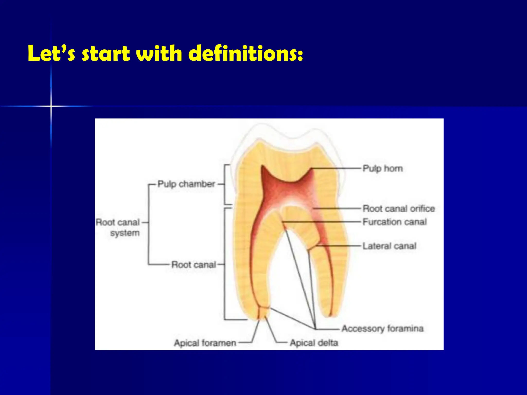 01-pulp space morphology 3rd yegfhfar.pdf