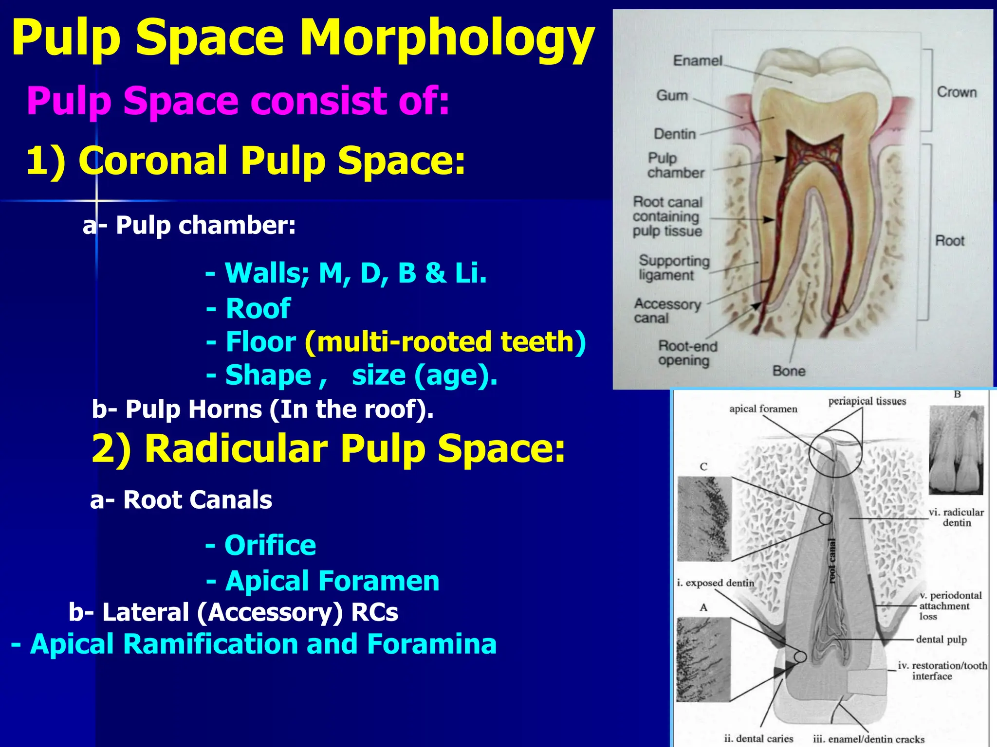 01-pulp space morphology 3rd yegfhfar.pdf
