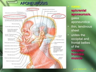 01-Scalp anatomy surgery managment of injury | PPT