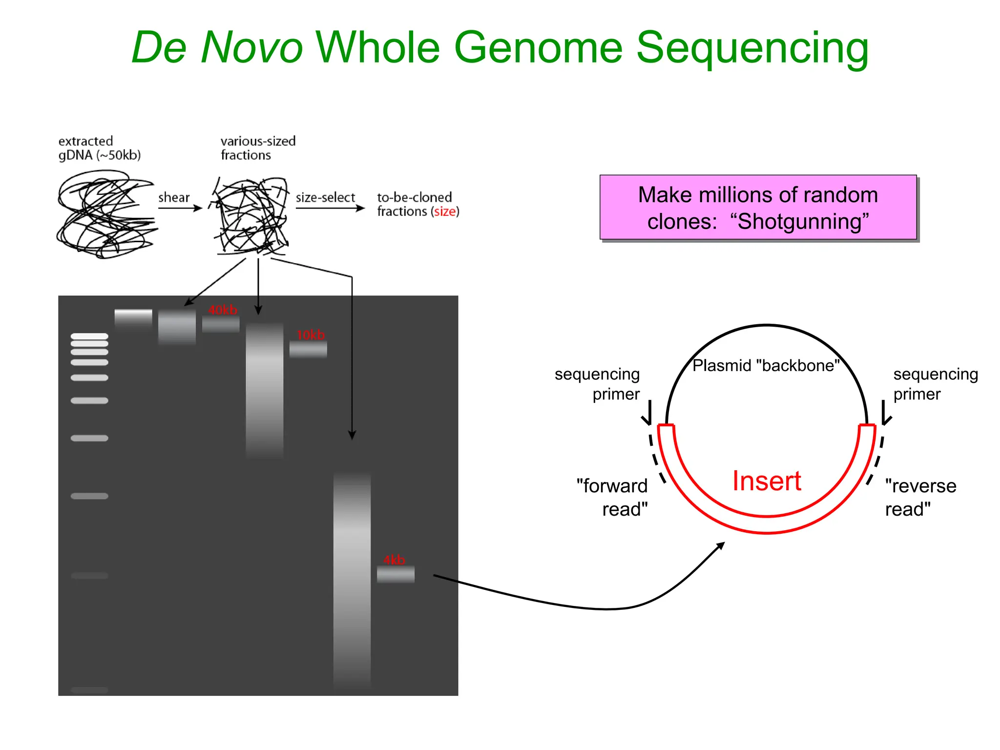 01-Sequencing_Technologies (1).ppt for education | PPT | Computer Software and Applications ...