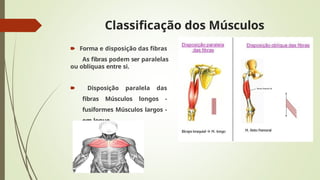 01- SISTEMA MUSCULAR- Aula de anatomia humana- | PPTX