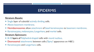 01- Skin Structure and Function - Dr Ayman Al-Wadei.pdf
