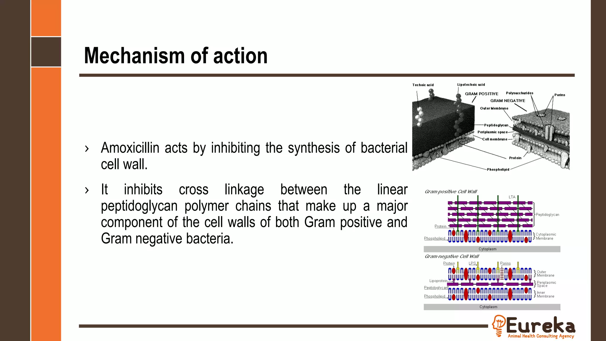 Amoxicillin product-information | PPTX