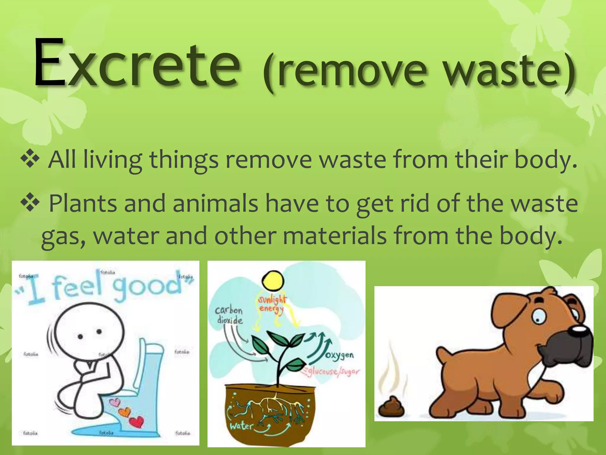 Adventures of MRS GREN: The Characteristics of Life | PPTX