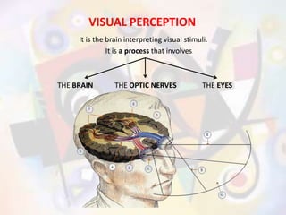 01 visual perception | PPT
