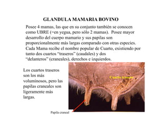 AV2-Ubre Eq y Rum.pdf